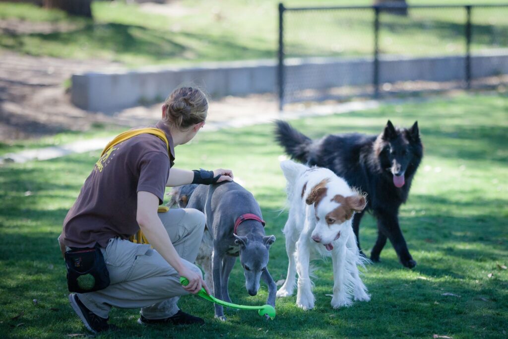 Dogs Play Groups - Woofers World